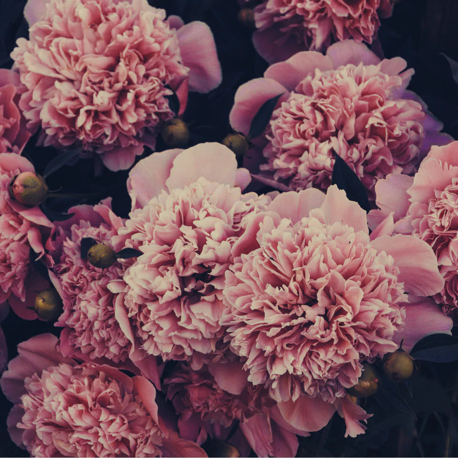 Meet our Brands – Good Cycle Store